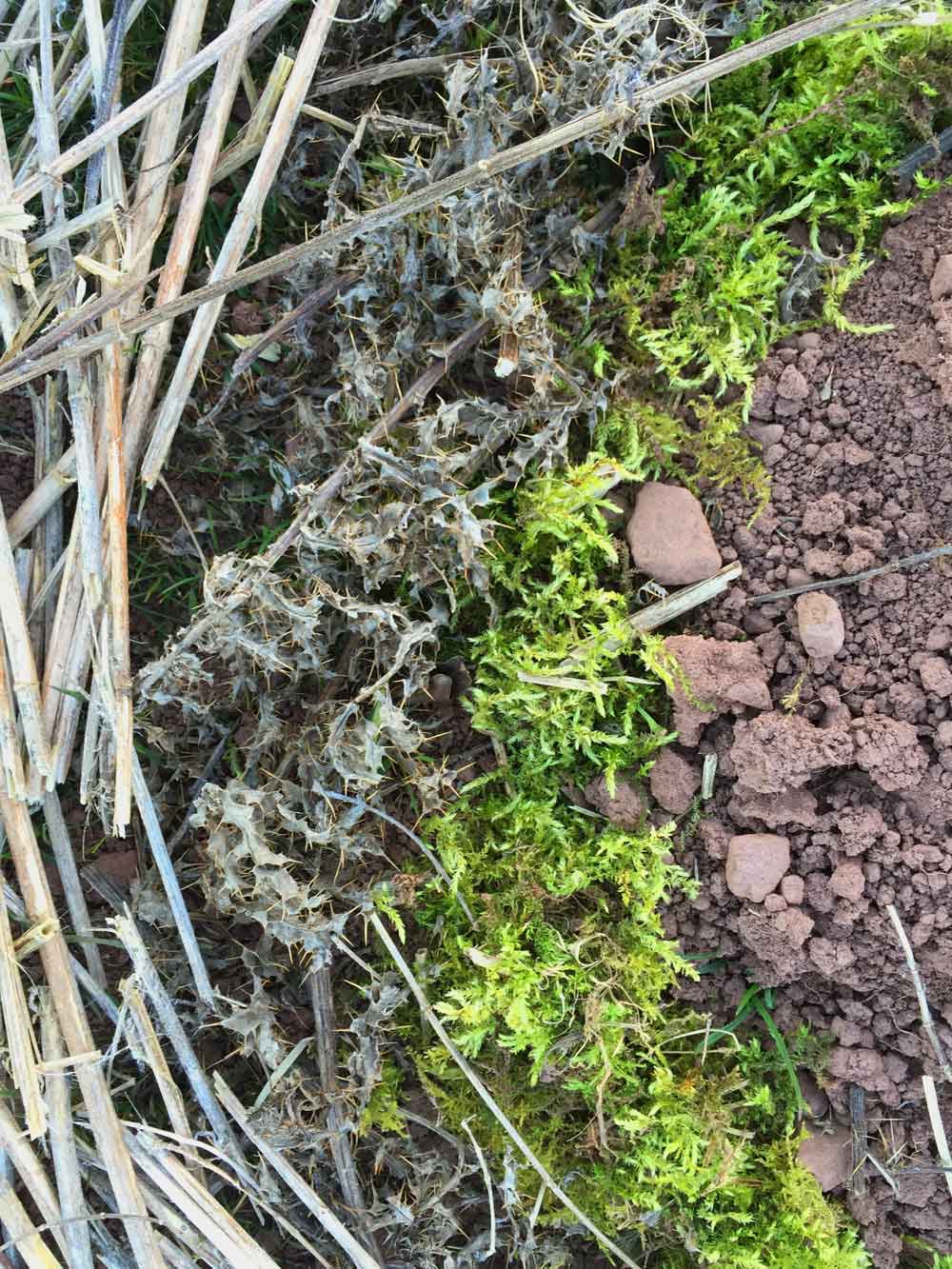 molehill drawing hatterall hill